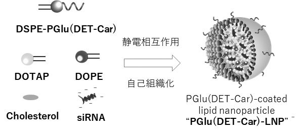 ポリベタインで被覆された脂質ナノ粒子による核酸デリバリーとがん治療への展開 | 東京科学大学 総合研究院 化学生命科学研究所